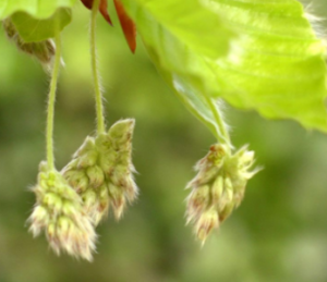 The Bach Flower School - Can Bach Flowers Heal an Angry Heart? - Bach ...