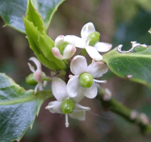 The Bach Flower School - Can Bach Flowers Heal an Angry Heart? - Bach ...